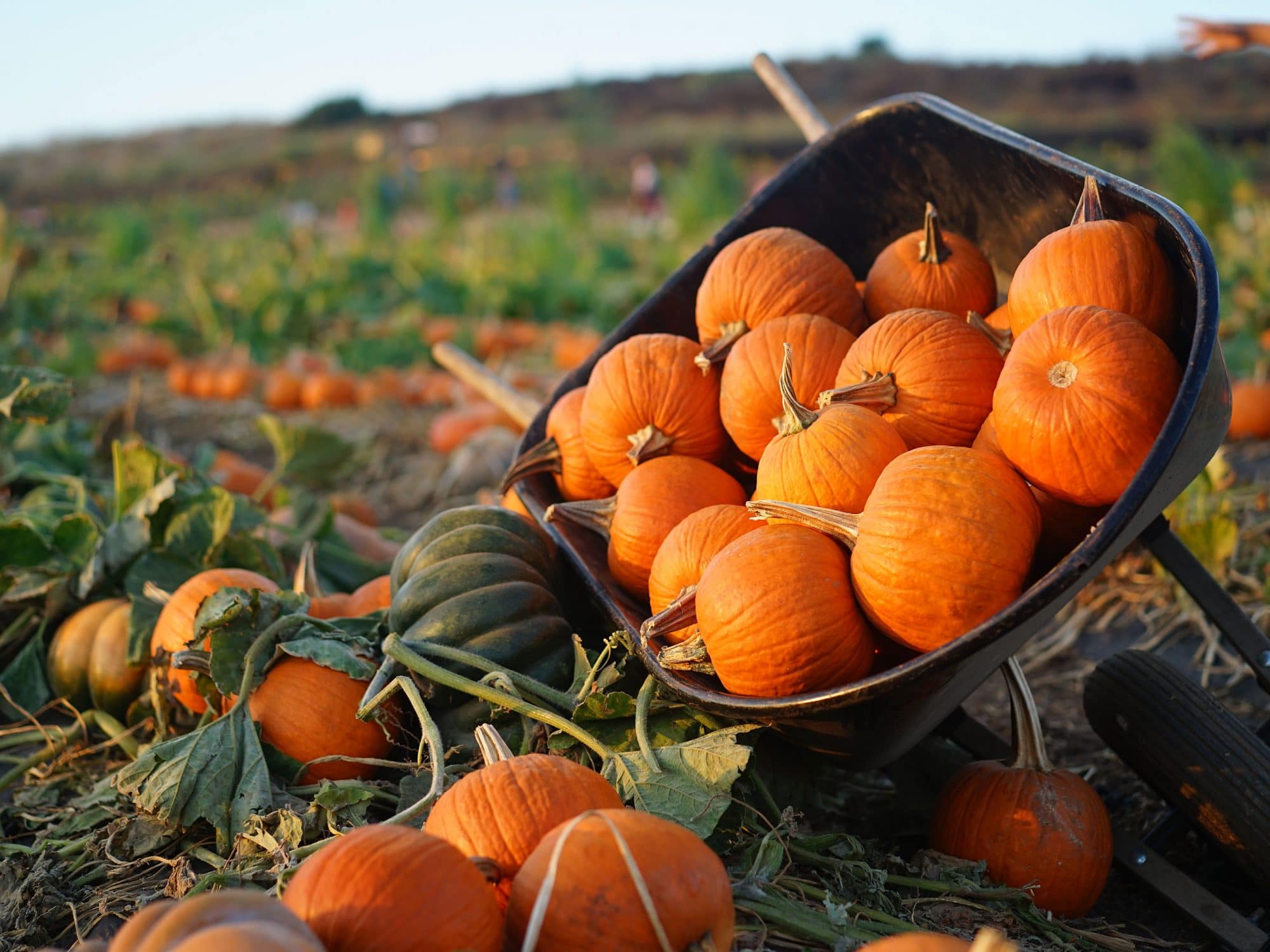 Detroit Pumpkin Patches and Apple Orchards to visit this fall